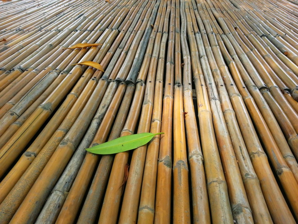 Bamboozling Bamboo Products | Grizzly Bear Cafe